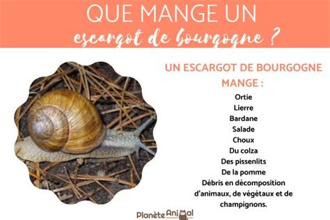 lándzsa Kanada Mester est ce que les escargots mangent des mouchoirs