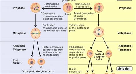 Mitosis And Meiosis Cbse Class Notes Online Classnotes