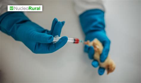 Amenazas De La Gripe Aviar H N Para Los Humanos Nucleo Rural