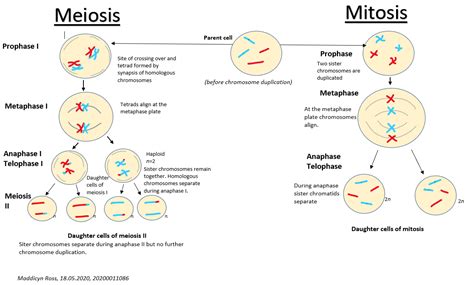 Mitosis Vs Meiosis Chart Biology