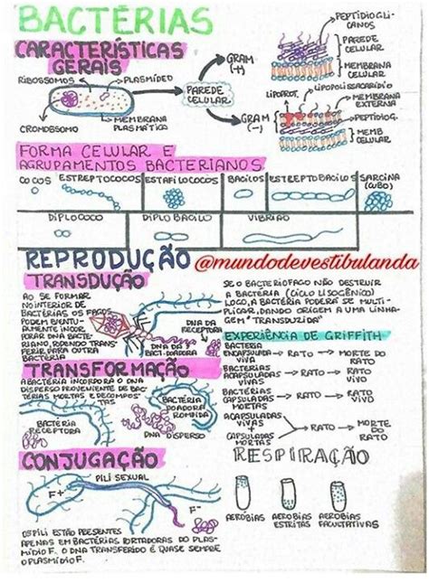 Mapa Mental Micose Microbiologia E Imunologia I Porn Sex Picture