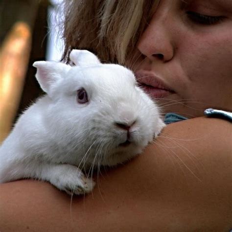 Pin En Fancy Rabbits