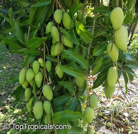 Mangifera Indica Mango