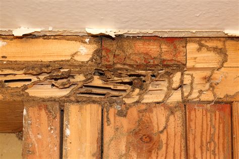 How Do I Find Out If I Have Termites Northwest Exterminating