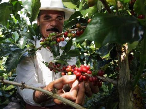 De cuánto fue la producción de café de Colombia y otros países