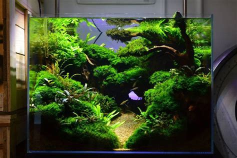 Rebecca Aquascape Aquarium Landscape Aquarium