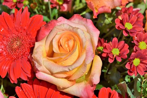 Mawar Bunga Merah Muda Foto Gratis Di Pixabay Pixabay