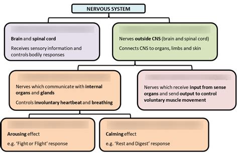 Biopsch 2 Divisions Of The Nervous System Endocrine System And Fight