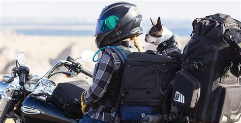 Transportar Perro En Moto Atelier Yuwa Ciao Jp