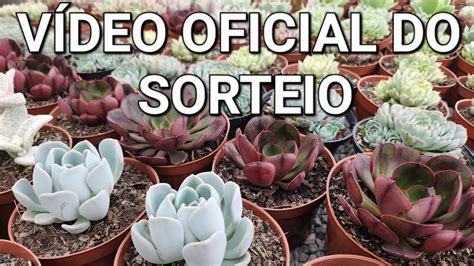 Mais De Esp Cies De Suculentas Identificadas Identifica Es