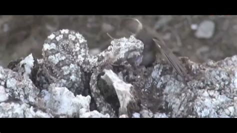 Impressionante Cobra rara se disfarça de aranha para enganar e atacar