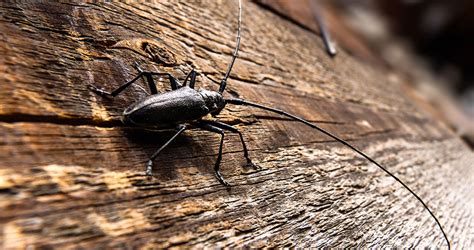 Insectes Parasites Bois Maison Ventana Blog