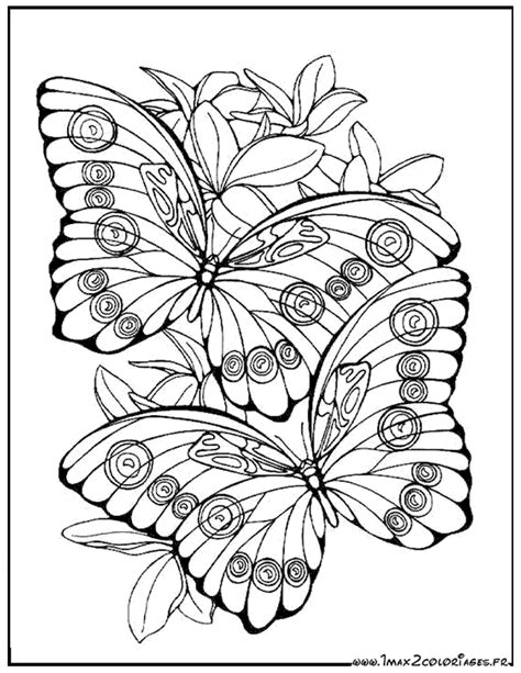 Coloriages De Papillons Dessin De Jolis Papillons Dans Les Fleurs