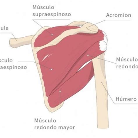 Musculos De La Region Posterior Hombro Parte 1 Themeloader