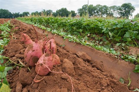 Cultiver Des Patates Douces En France Guide Krostrade