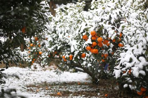 Winter Gardening How To Protect Fruit Trees From Frost Damage