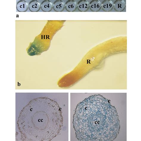 Histochemical Localization Of Gus Activity In Roots Of I Hawkerii