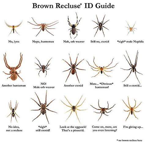 Brown Recluse Spider Identification