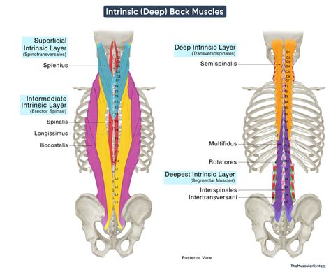 Back Muscles Extrinsic Intrinsic List Of Names Anatomy Diagram