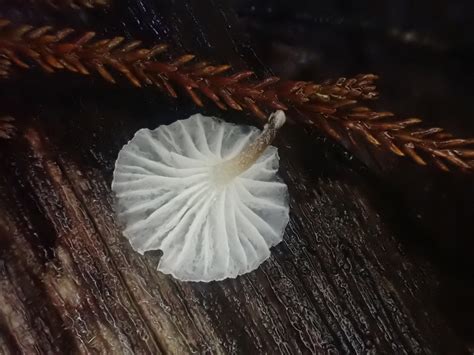Porotheleum Albodescendens From North Island Rotorua Bay Of Plenty