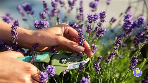 La Taille De La Lavande Conseils Pratiques Pour Une Belle Floraison
