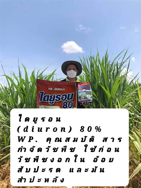 ไดยรอน diuron 80 WP คณสมบต สารกำจดวชพช ใชกอนวชพชงอก pre