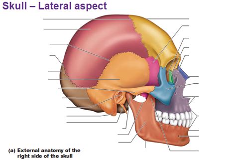 Lateral Skull Labelled Diagram Quizlet