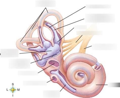 Ent Anatomy Inner Ear Diagram Quizlet