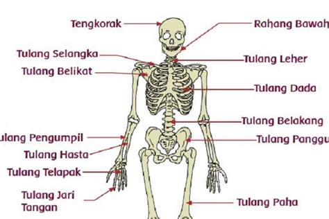 Fungsi Tulang Hasta Lengan Atas Pengumpil Tulang Paha Hingga Tulang