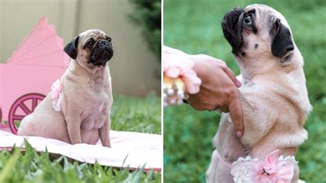 Descubre cuánto dura el embarazo de una perrita pug y sorpréndete con
