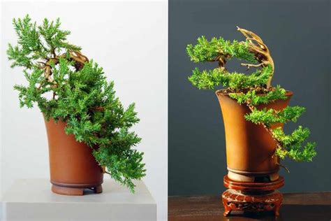 Care Guide For The Juniper Bonsai Tree