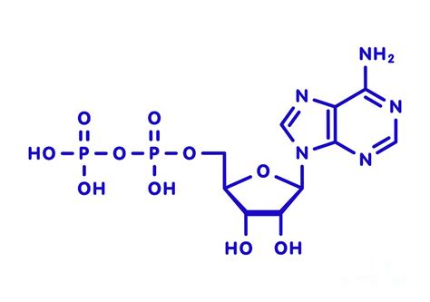 Adenosine Diphosphate