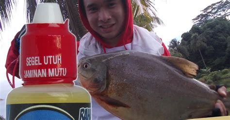 Umpan Jitu Mancing Ikan Bawal Harian Hobi Mancing