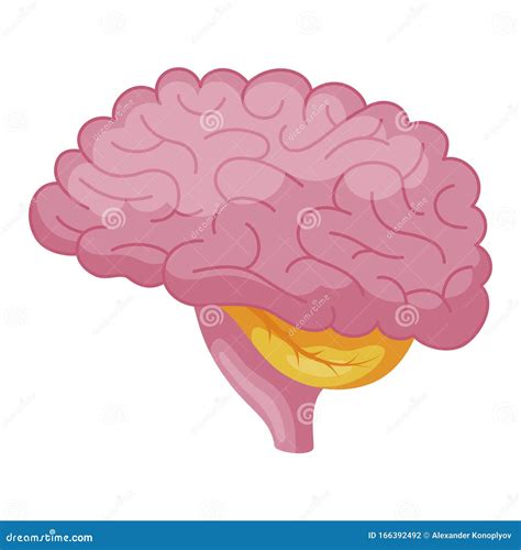 Órgano Humano Del Cerebro De Tejido Nervioso Blando Ilustración del