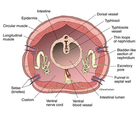 Earthworm Dissection Diagram