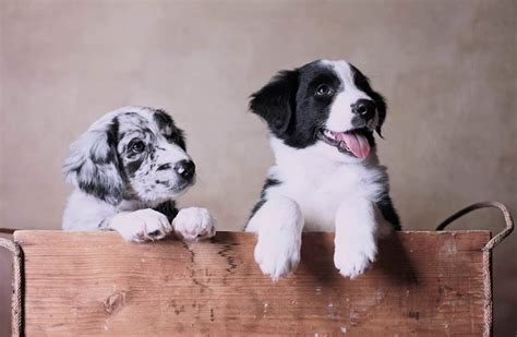 Comment Bien Choisir Le Nom De Son Chien Depuis Mon Hamac