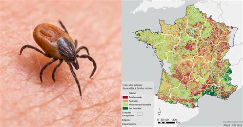 Ces chercheuses ont créé une carte météorologique des tiques en France