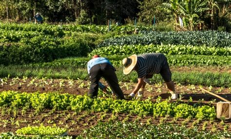 Agricultura Familiar por que ela é importante para o nosso país MF