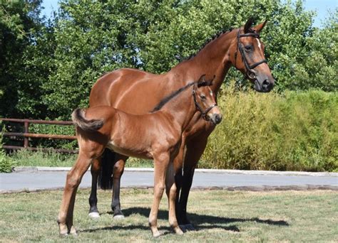 Le Haras Des Coudrettes Concours D Levage Au Haras Des Coudrettes