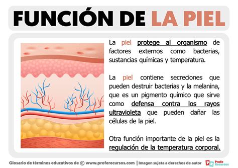 Función de la Piel