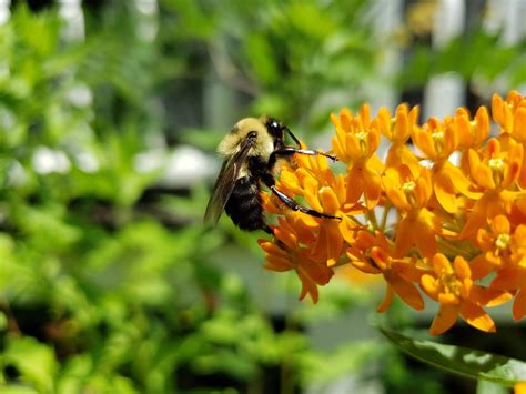Humla Bi Asclepias Tuberosa Gratis foto på Pixabay Pixabay