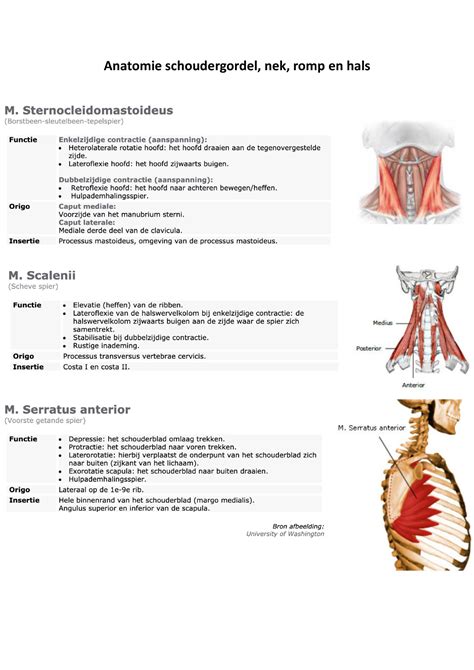 Anatomie Schoudergordel Nek Romp En Hals Anatomie Fysiologie