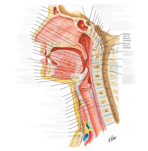 Pharynx Medial View Diagram Quizlet