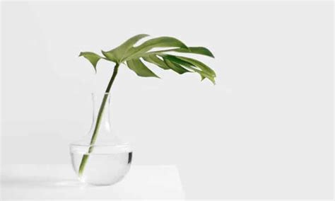 Quais Plantas Podem Ser Cultivadas Na Gua Lista Das Melhores