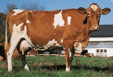 Guernsey Breed Of Cattle Britannica Guernsey Cow Cow