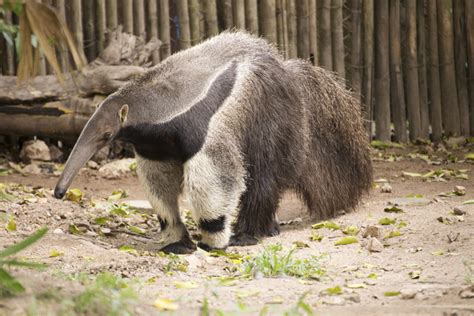 Descubre qué come el Oso Hormiguero Todo lo que necesitas saber