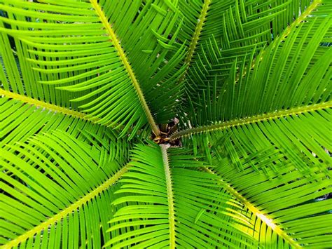 Klasifikasi Dan Morfologi Tanaman Kelapa Sawit Agroindustri