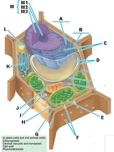 Plant Cell Labeling Diagram Quizlet