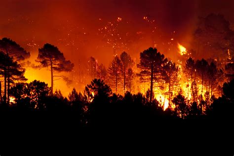 Las Principales Consecuencias De Los Incendios Forestales Para El Medio