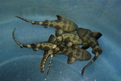 Flora y fauna de las Islas Galápagos Nombres y FOTOS